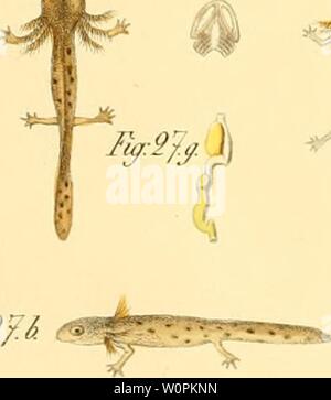 De Salamandrae Terrestris Vita, Berolini, Sumptibus Dunckeri Et ...