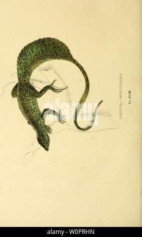 Descriptiones et icones amphibiorum, Monachii, Stuttgartiae et Tubingae ...