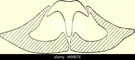 . A descriptive catalogue of the marine reptiles of the Oxford clay ...