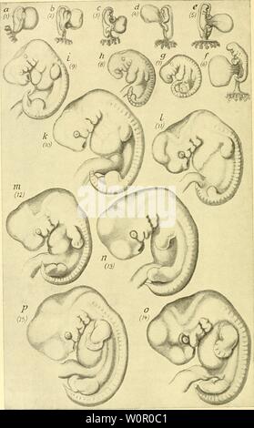 page 201 of 'Der Mensch, sein Ursprung, seine Rassen und sein Alter, etc' Stock Photo - Alamy