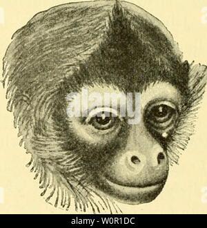 page 199 of 'Der Mensch, sein Ursprung, seine Rassen und sein Alter, etc' Stock Photo - Alamy