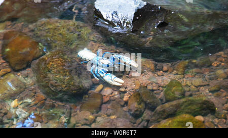 Lamington Spiny Cray (Euastacus sulcatus) endemic freshwater crayfish ...