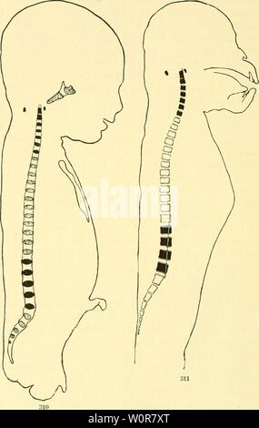 page 309 of 'Der Mensch, sein Ursprung, seine Rassen und sein Alter, etc' Stock Photo - Alamy