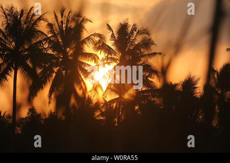 Coconunt tree - sunrise Stock Photo - Alamy
