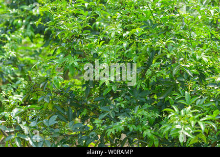 Pepper rattan pepper branch close-up HD large picture Stock Photo - Alamy