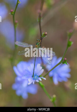 DRAGONFLY Lestes viridis (young male), Gipuzkoa, Basque Country, Spain ...