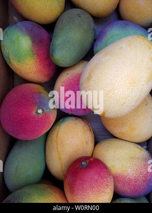 Pile of Sun-kissed Hayden Mango's in box Honolulu Stock Photo - Alamy
