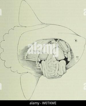 ocean sunfish (Mola mola), under the surface, Ecuador, Galapagos ...