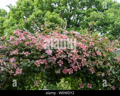 Clematis montana in full flower growing a through a tree in an English ...