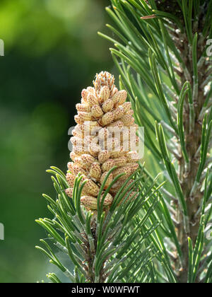 A close up of the male catkins of Pinus mugo Stock Photo - Alamy