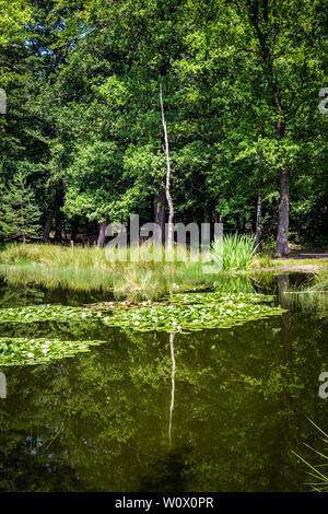 A beautiful little forest fen surrounded with trees near National park ...