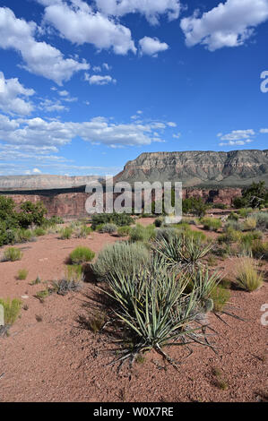 Tuweep Campground and surroundings in Grand Canyon National Park ...