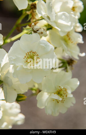 rosa rambling rector rose flower white rambler climber shrub shrubs ...
