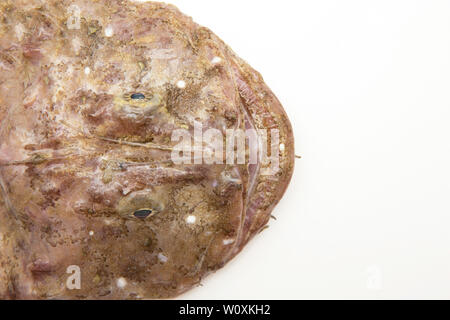 A photograph showing the facial features and jaws of a monkfish, or ...