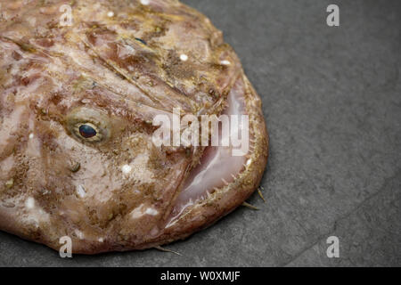 A photograph showing the facial features and jaws of a monkfish, or ...