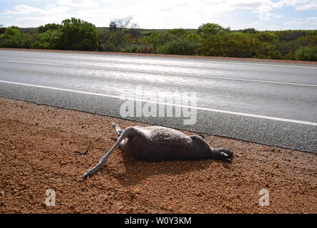 A dead kangaroo (wallaby) on the road killed by a car Stock Photo - Alamy