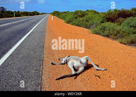 Road kill, a dead kangaroo hit by a motor vehicle on the side of a ...