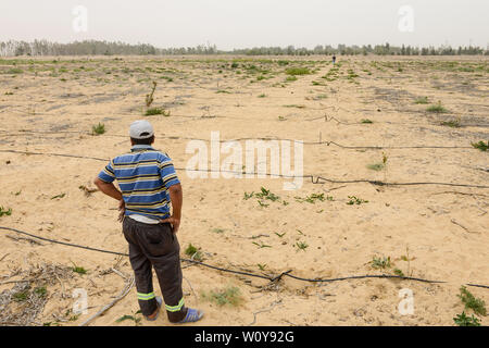 EGYPT, Ismallia , Sarapium forest in the desert, the trees are ...
