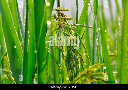 rice crop detail in Chinese paddy field Stock Photo - Alamy