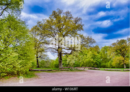 Path in the forest in Munk Meadows Nature Reserve in the Lidkoping area ...