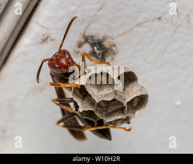 The inside of a wasp nest, eggs, larvae, cell and wasps looking after ...