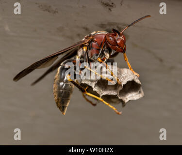 The inside of a wasp nest, eggs, larvae, cell and wasps looking after ...