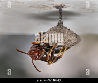 The inside of a wasp nest, eggs, larvae, cell and wasps looking after ...