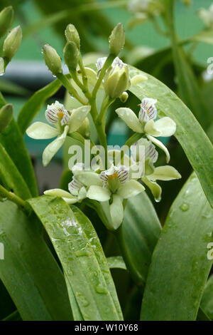 Prosthechea Radiata - Orchidaceae Stock Photo - Alamy
