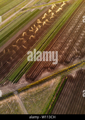 Aerial of "Dicky Bill" salad farm near Wallaville Queensland Australia ...