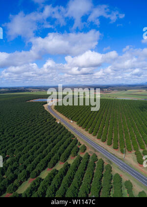 Aerial of macadamia nut tree plantation near Childers Queensland ...