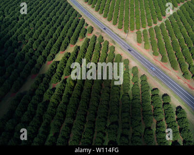 Aerial of macadamia nut tree plantation near Childers Queensland ...