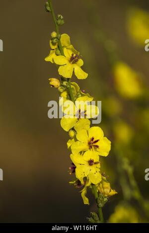 wavyleaf mullein (Verbascum sinuatum) Plantae Stock Photo - Alamy