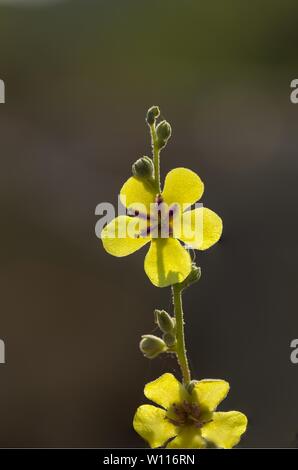 wavyleaf mullein (Verbascum sinuatum) Plantae Stock Photo - Alamy