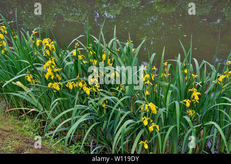 Yellow Marsh Lily Stock Photo - Alamy