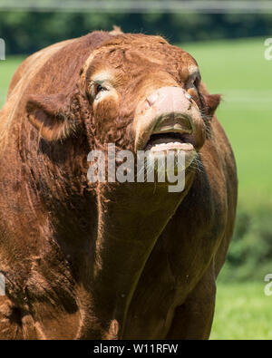 A bull is smelling a cow Stock Photo - Alamy