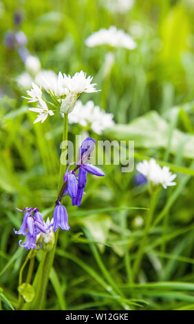 Ramsons growing by a hedgerow Stock Photo - Alamy