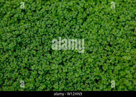 Full Frame Shot Of Ground Ivy, Textured background Stock Photo - Alamy