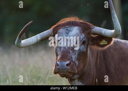 A graceful English Longhorn cow in Panshanger Park, Hertford, UK - a ...