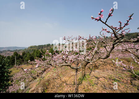 Peach blossoms bloom in Longquanyi, Chengdu Stock Photo - Alamy
