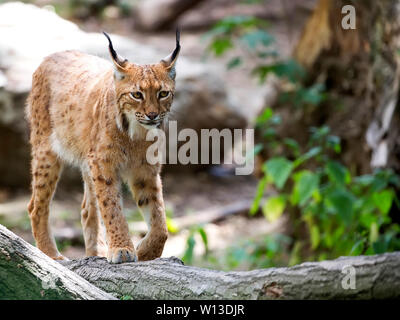 Eurasian wild cat in wild nature habitat, Czech, Europe. Lynx lynx ...