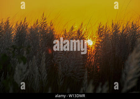 Saccharum spontaneum or Kans grass locally known as Kash flower blooms ...