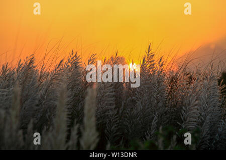 Saccharum spontaneum or Kans grass locally known as Kash flower blooms ...