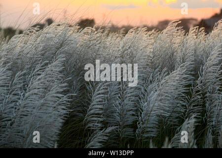 Saccharum spontaneum or Kans grass locally known as Kash flower blooms ...