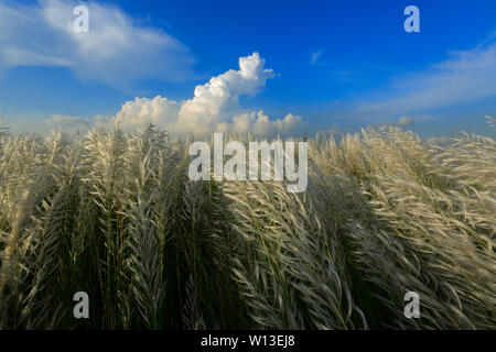 Saccharum spontaneum or Kans grass locally known as Kash flower blooms ...