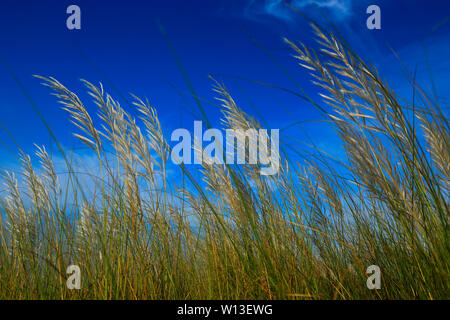 Saccharum spontaneum or Kans grass locally known as Kash flower blooms ...