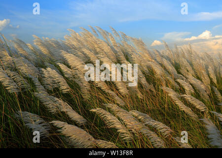 Saccharum spontaneum or Kans grass locally known as Kash flower in ...