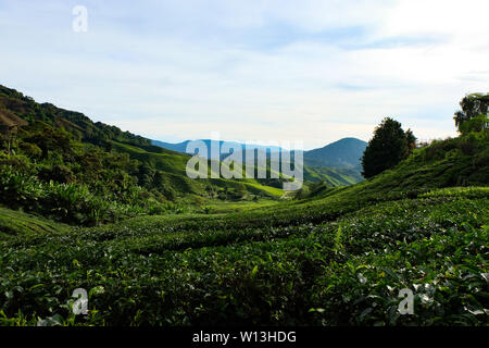 Tea plantation hills in Cameron Highlands, Malaysia, South East Asia ...