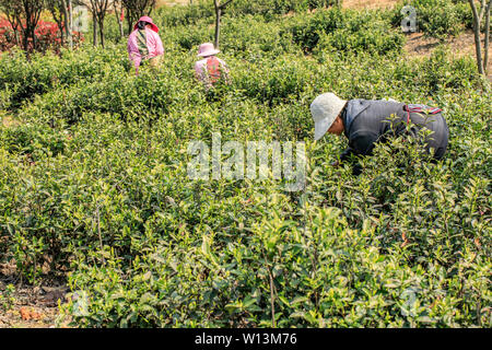 ecological tea garden Stock Photo - Alamy