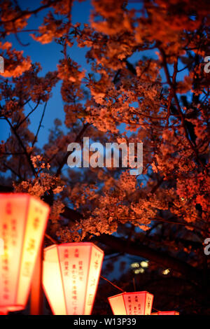 Sakura cherry blossom and lanterns in Hirano Shrine Kyoto Japan Stock ...
