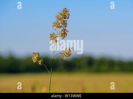 Dactylis glomerata - inflorescence close-up on a blurred background ...